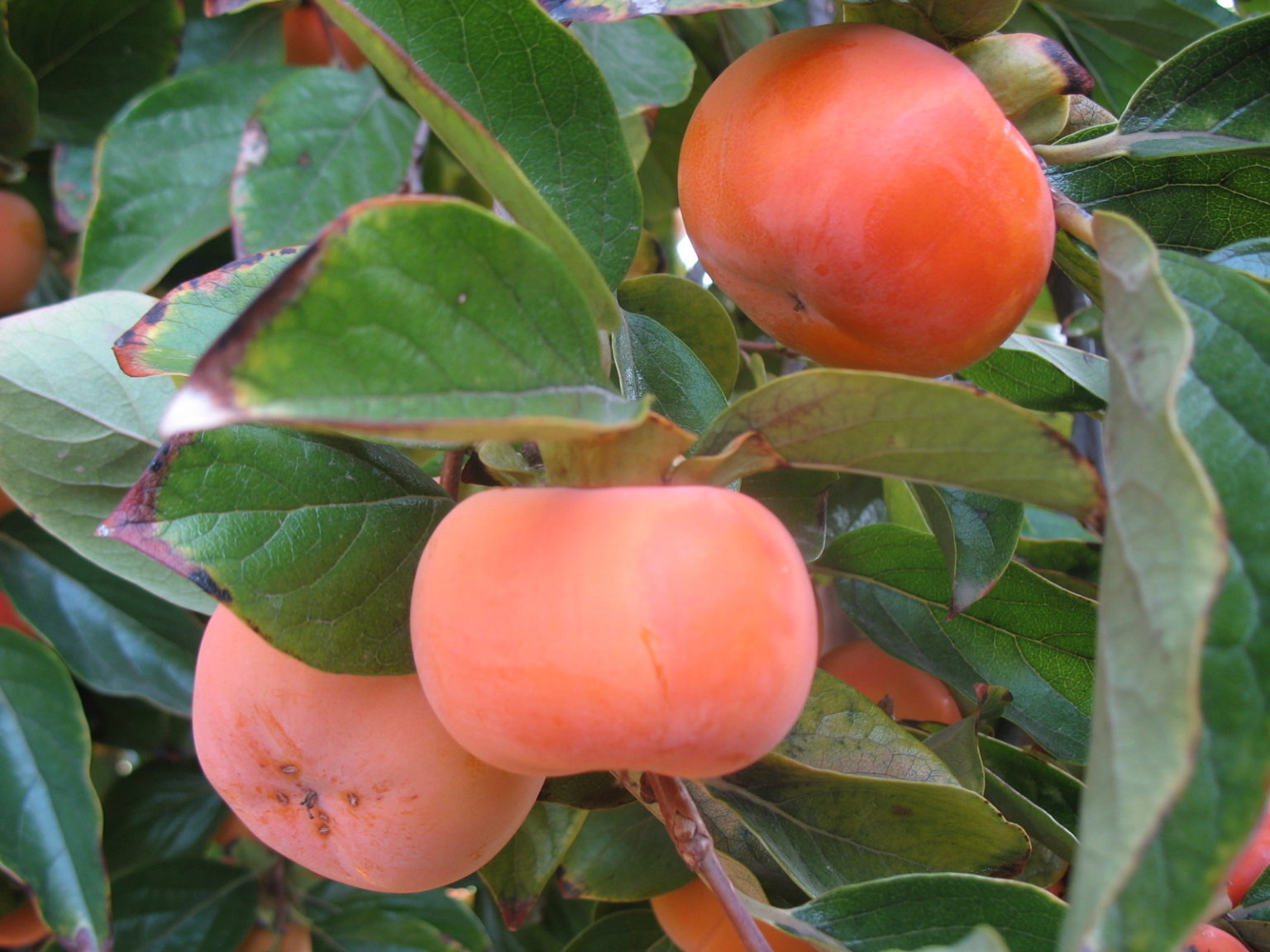 In Praise of Persimmons – NAOMI J.WILLIAMS